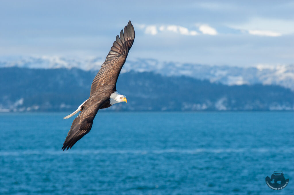 Wildlife Gallery: Bald Eagles of Homer AK – Adventures Of Etoimos