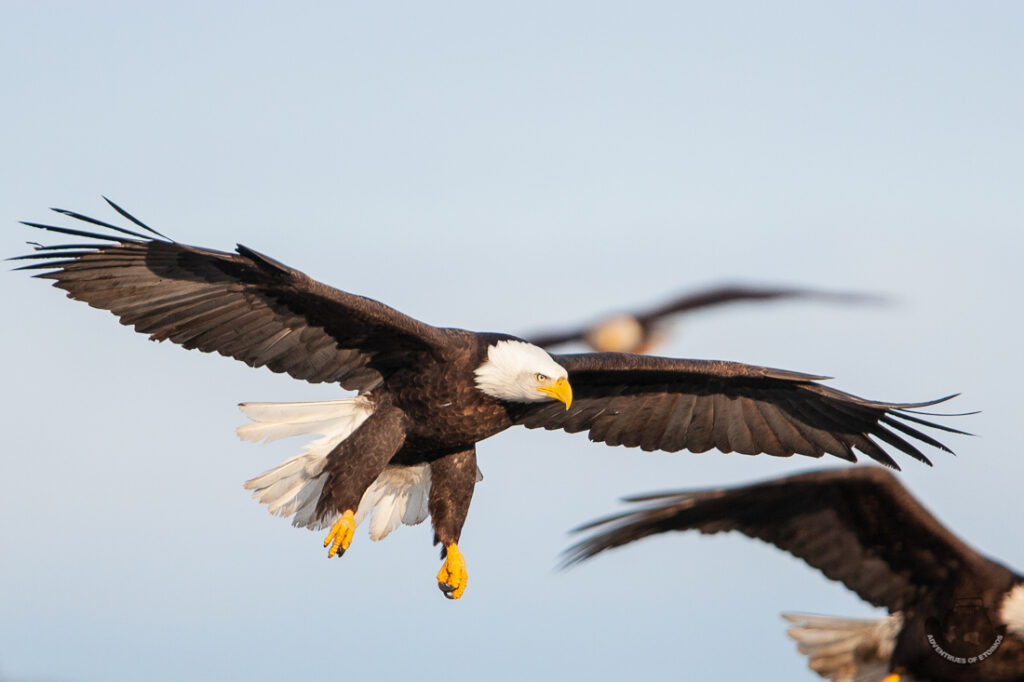 Wildlife Gallery: Bald Eagles of Homer AK – Adventures Of Etoimos
