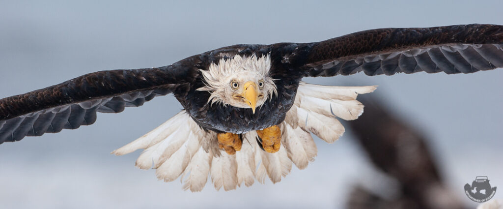 Wildlife Gallery: Bald Eagles of Homer AK – Adventures Of Etoimos